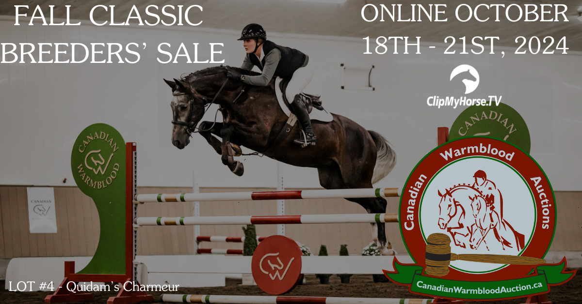 Wool vs Foam Flocking: What Does It Mean for Your Saddle? - The Plaid ...