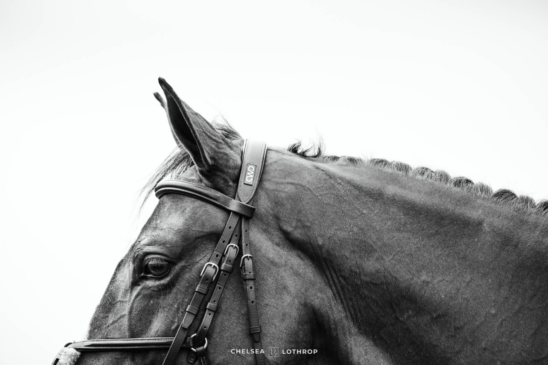 A Revolution of Inclusion: Black Equestrians and Allies Accept ETHOS ...