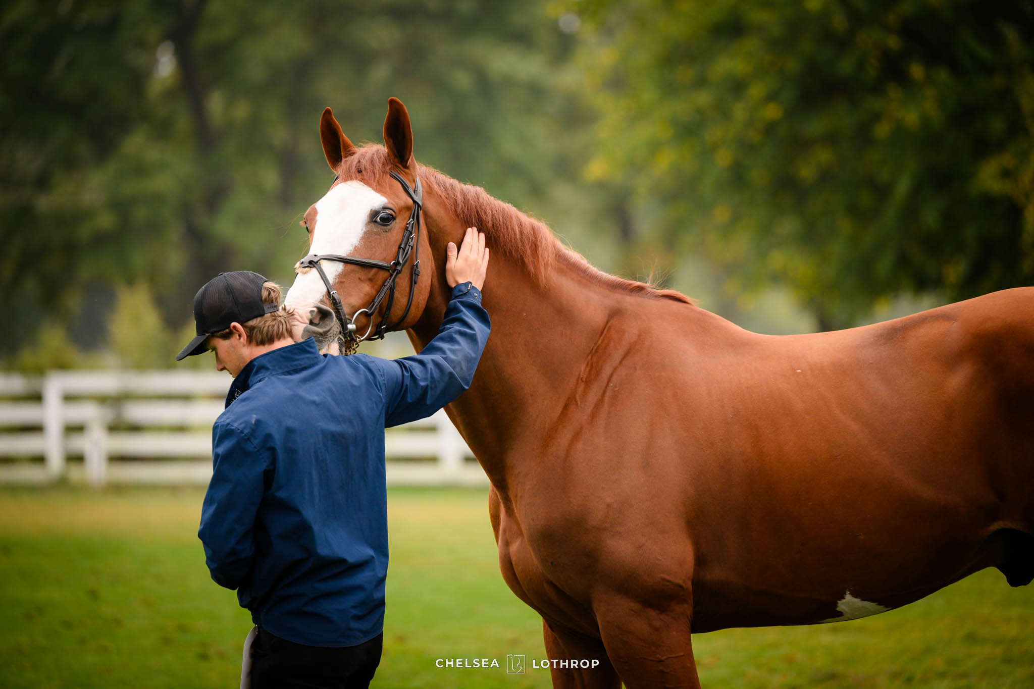 Texas A&M Researchers Uncover Secrets Of Horse Genetics For ...