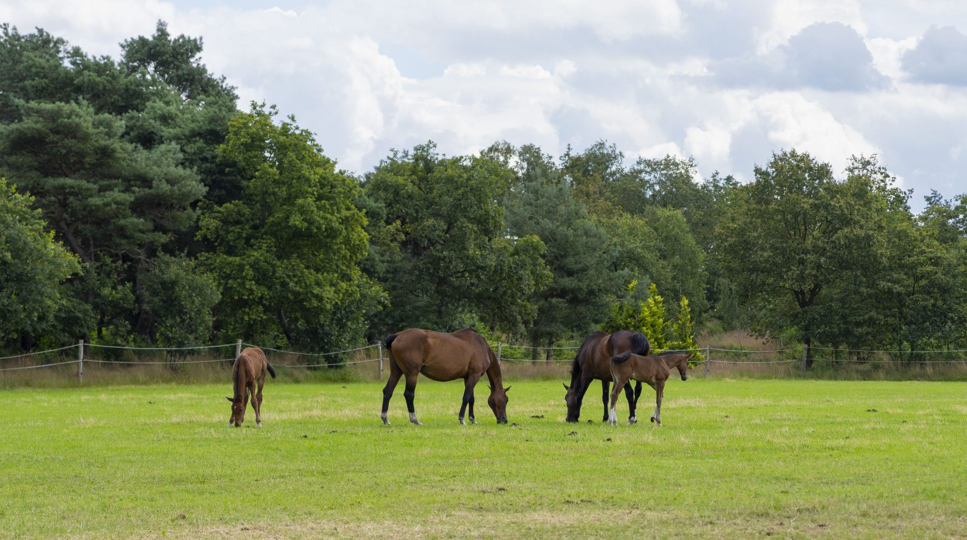 Purina Equine Research Internship - The Plaid Horse Magazine