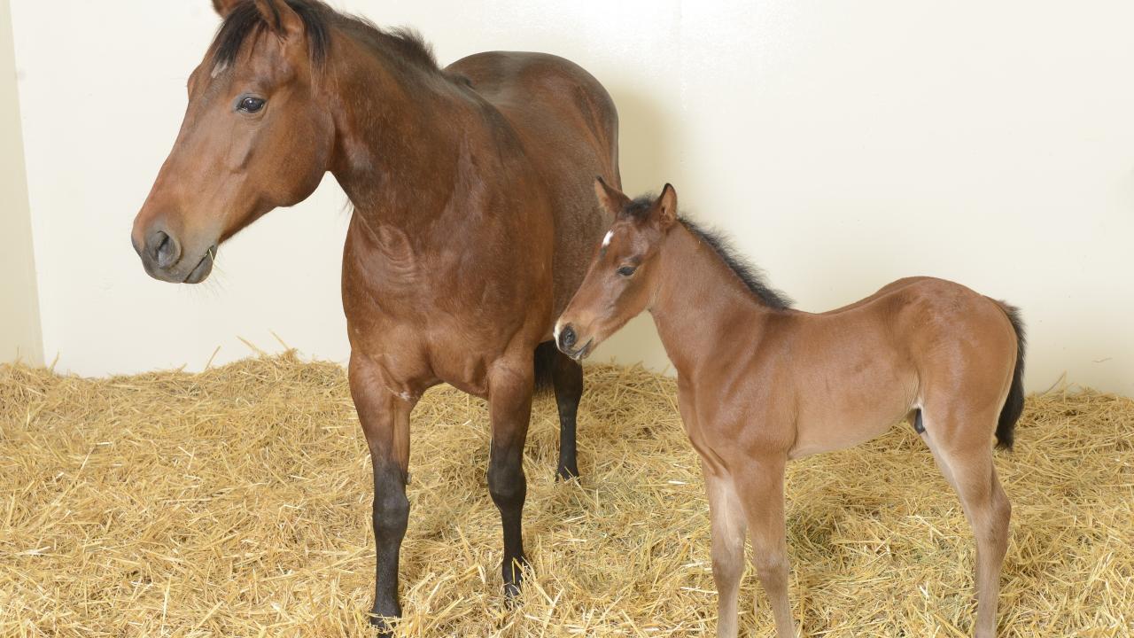 UC Davis First to Produce Equine Embryos By In Vitro Fertilization with ...