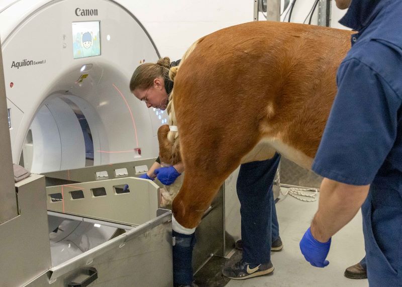 The Big Picture – New Big Bore CT Scanner Revolutionizes Equine Imaging ...