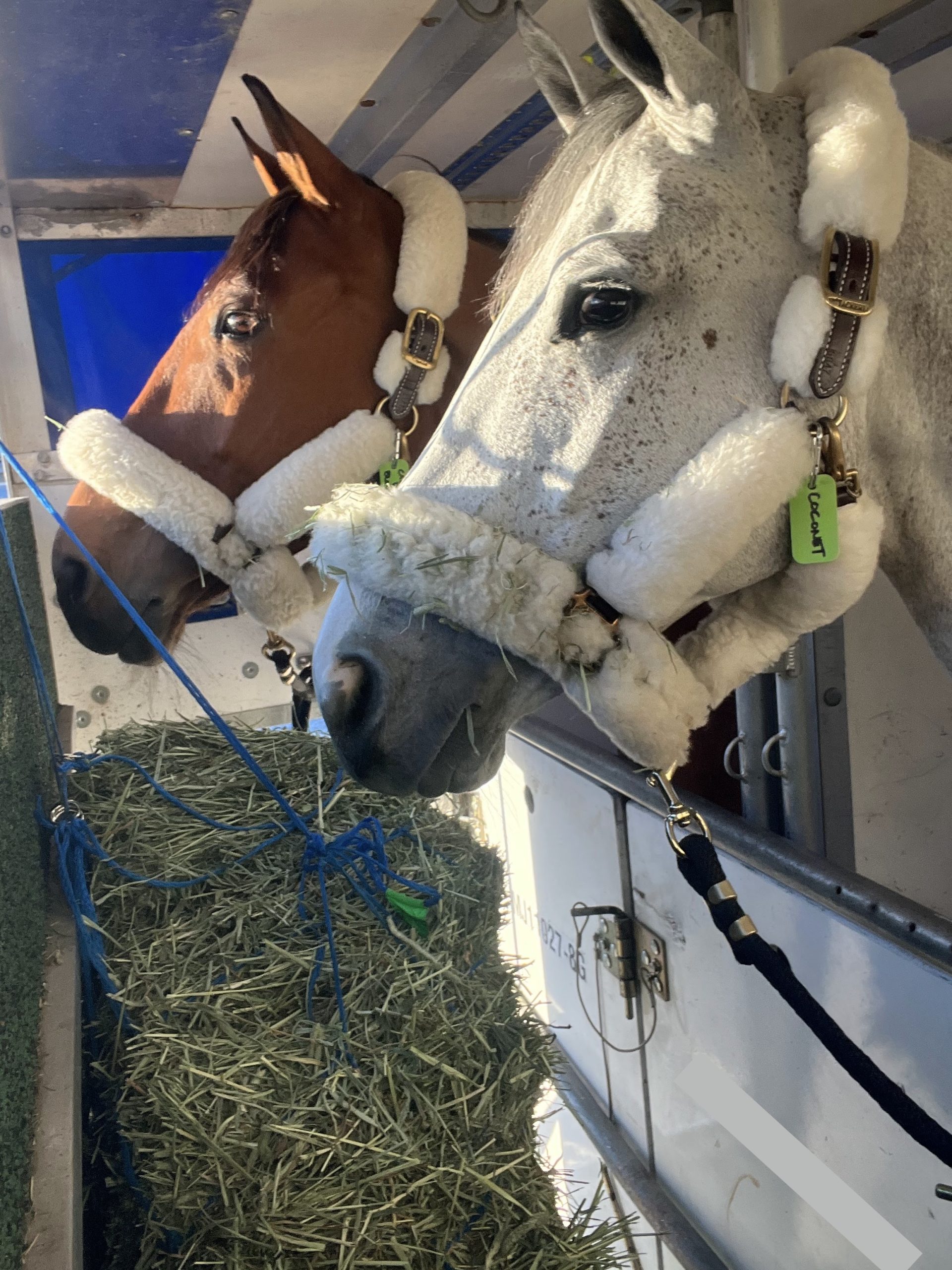 Horseflight: 8 Things You Need to Know About Flying Your Horse - The ...