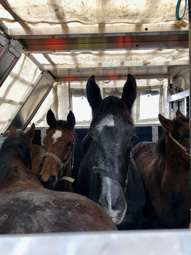 Horseflight: 8 Things You Need to Know About Flying Your Horse - The ...