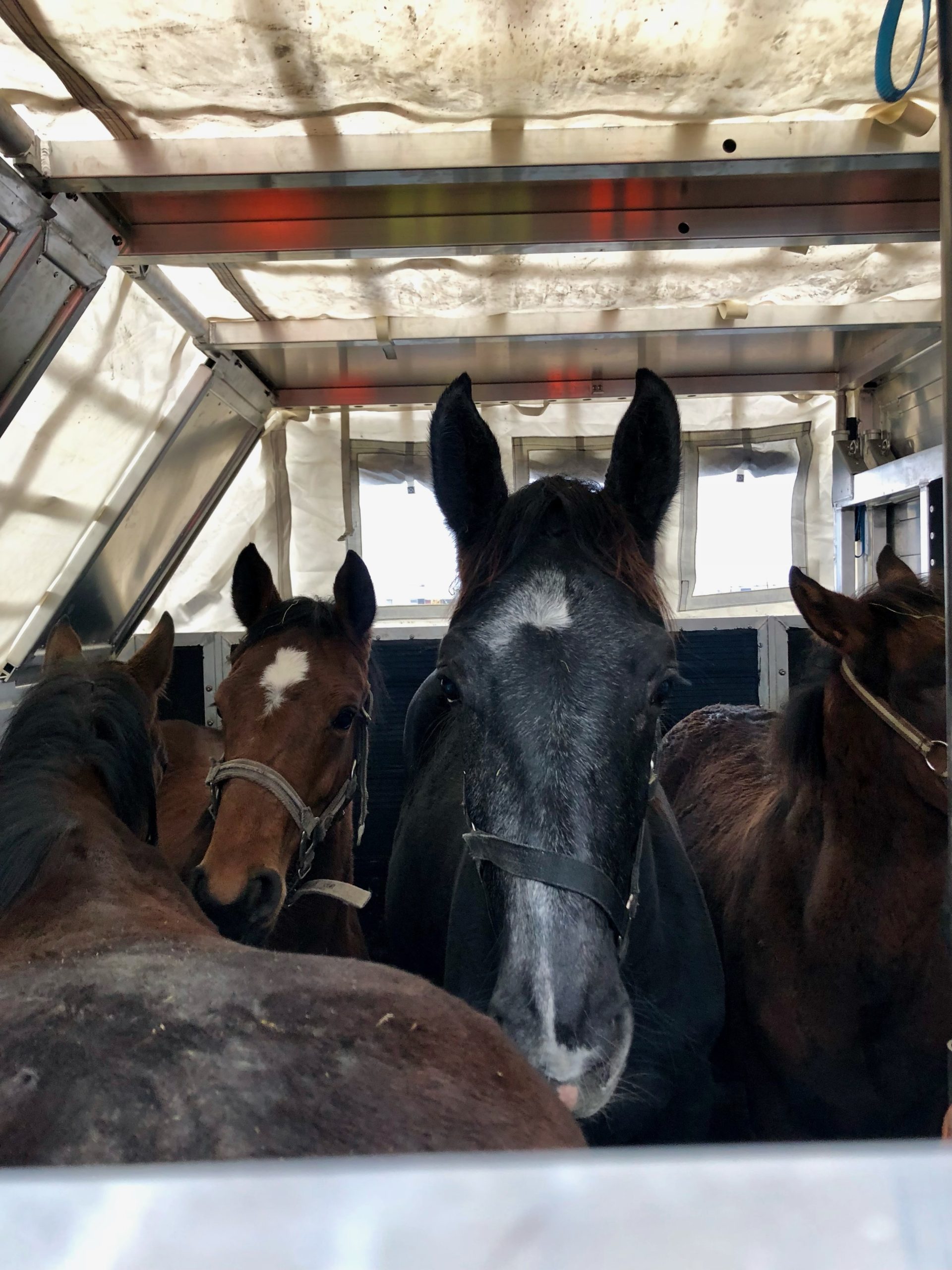 Horseflight: 8 Things You Need to Know About Flying Your Horse - The ...