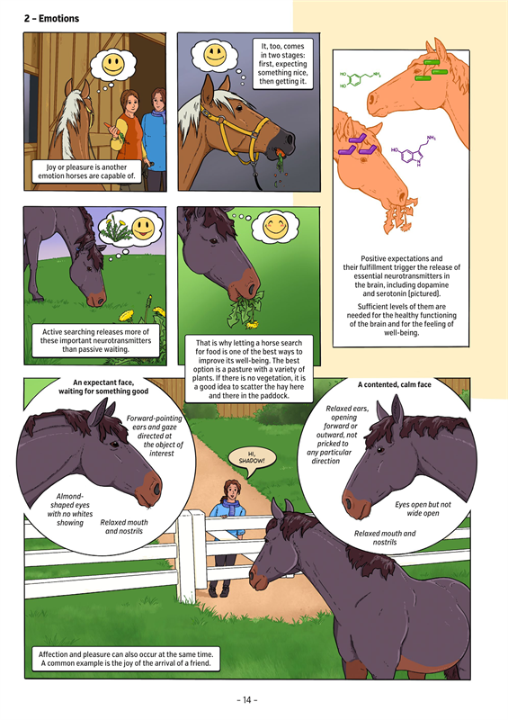 Horses Feel Strongly–and Scientists Know What They Need to be Happy ...