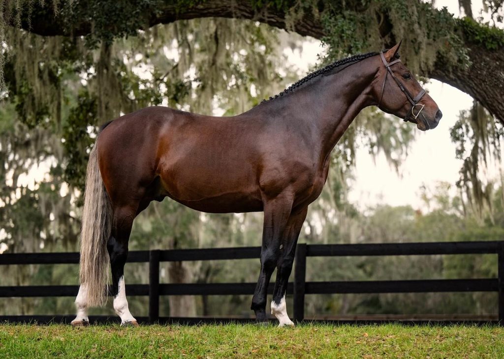 Emerald Silver, Horse of the Year 3’ Green Hunter, is Available for ...