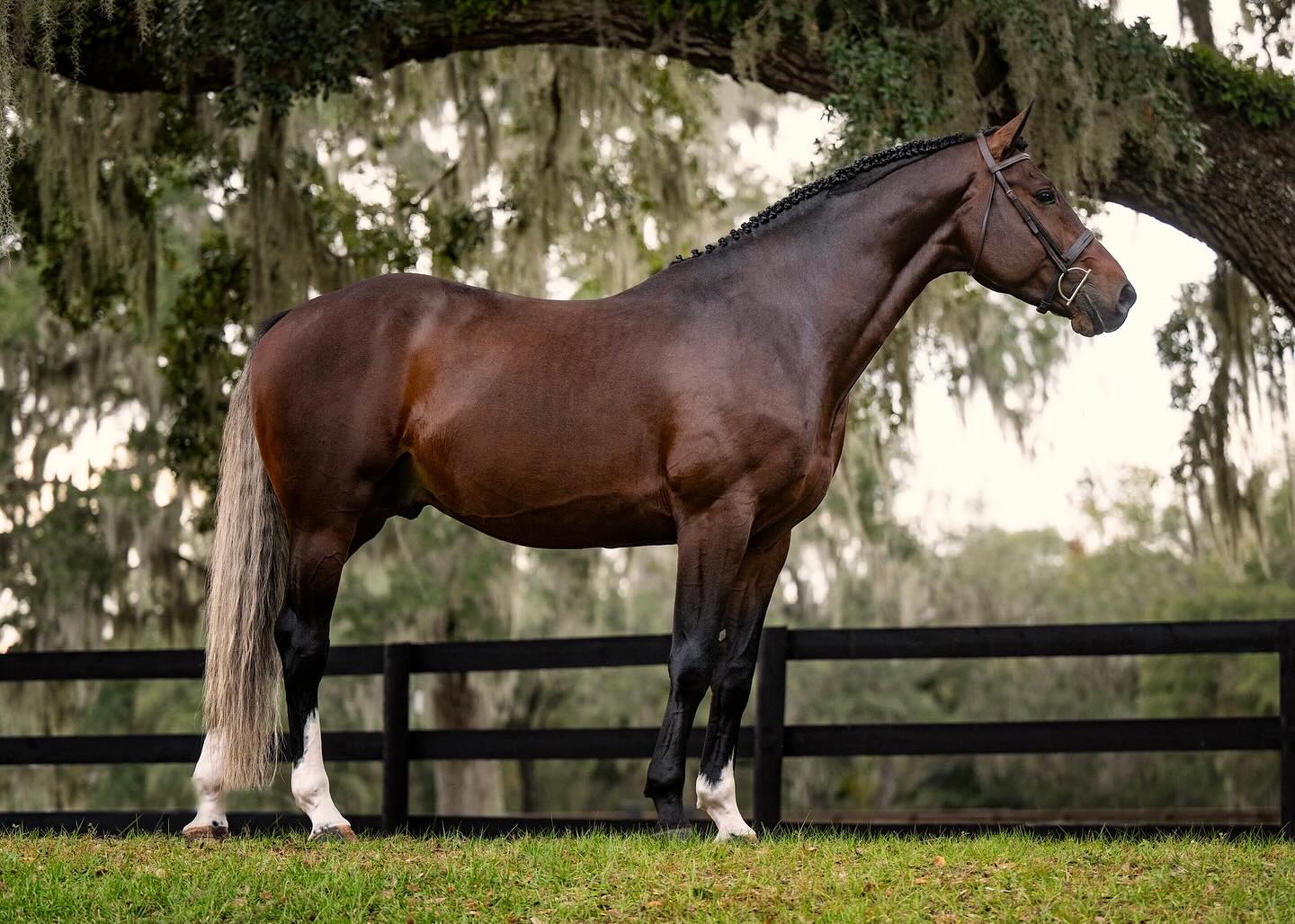 Emerald Silver, Horse of the Year 3’ Green Hunter, is Available for ...