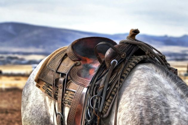 Exploring The Different Types Of Horse Saddles And Their Uses - The ...