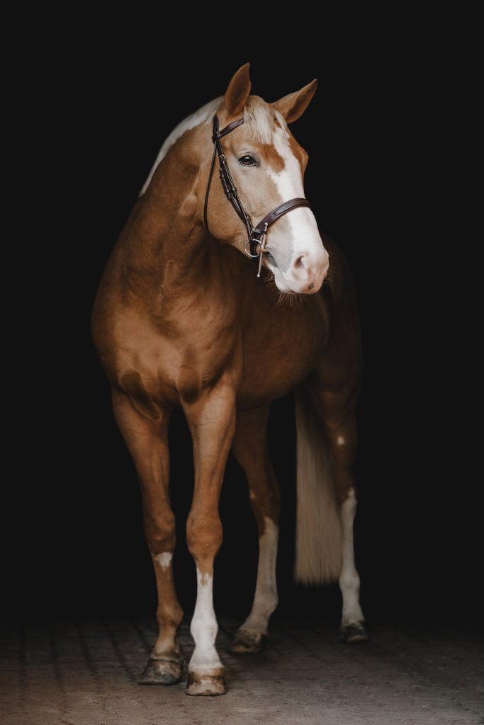 Oasis Sport Horses: Ashley Adler Shares Her Foal-Raising Philosophy—And ...