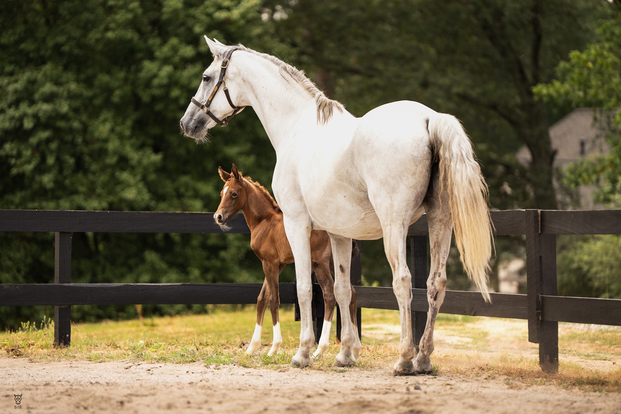 Oasis Sport Horses: Ashley Adler Shares Her Foal-Raising Philosophy—And ...