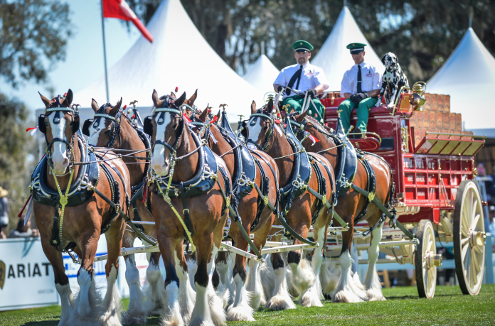 World-Famous Budweiser Clydesdales Return to Live Oak International in Ocala - The Plaid Horse ...