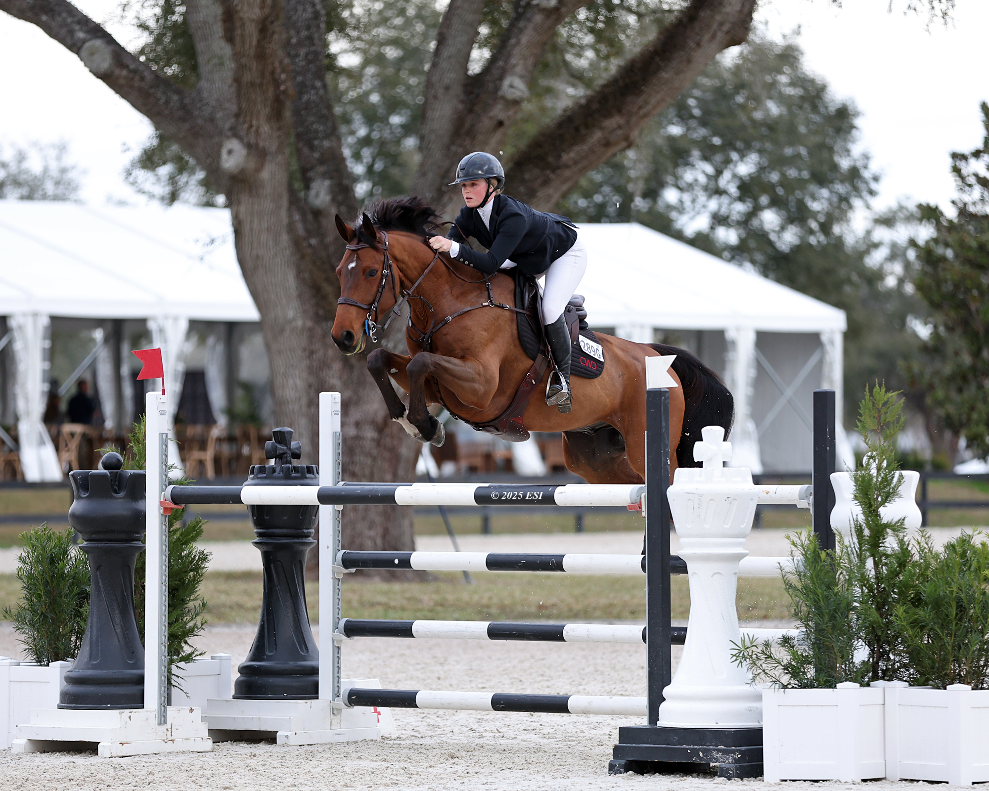Sharn Wordley and Hagelin Steal the Show in the $80,000 Voltaire Grand ...