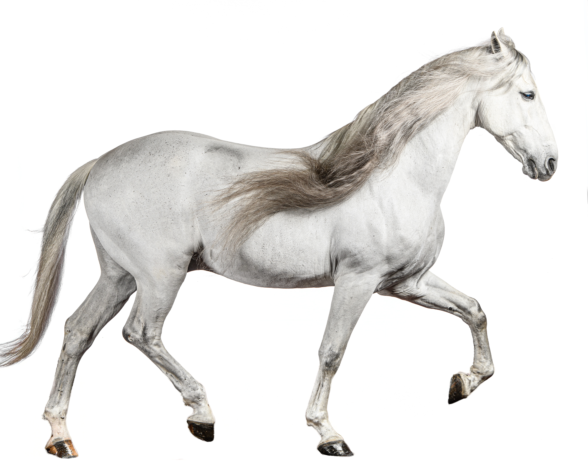 Behind the Art - The Plaid Horse Magazine