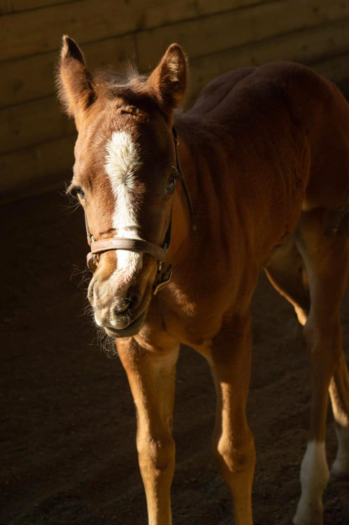 Specialty Surgery Gives Wry Nose Foal a Chance at a Full Life - The ...