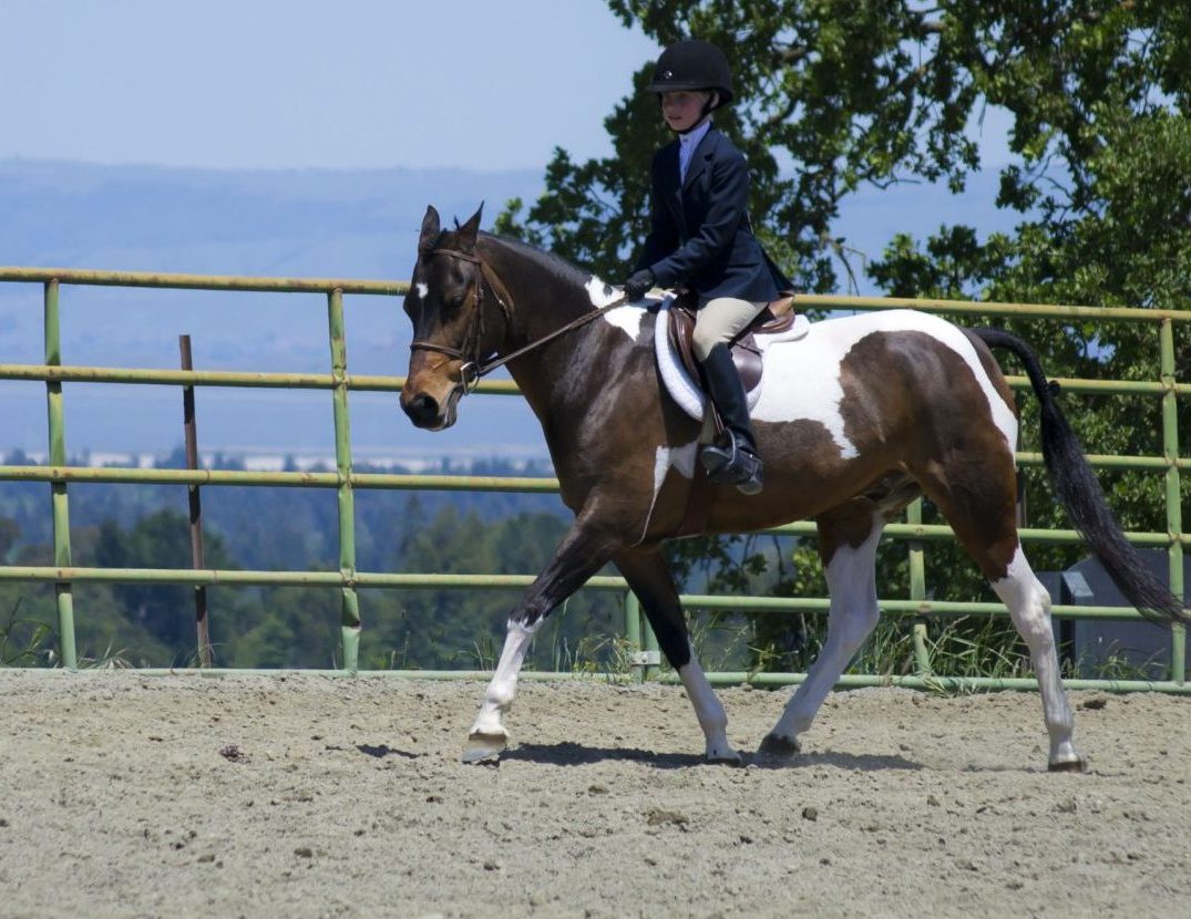 The Trot Pole - The Plaid Horse Magazine