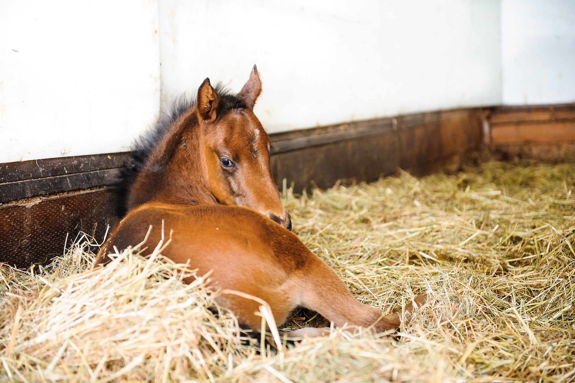 Advancing Equine Reproduction: How ICSI Is Transforming Sport Horse ...