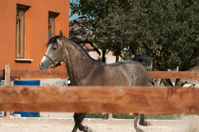 Mobile Equine Veterinary Care in Gilbert, AZ: Expert Horse Care - The ...