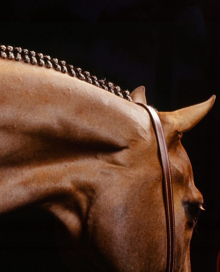 Lucky Braids: Ruthann Smith’s Mission for Sound Horsemanship - The ...