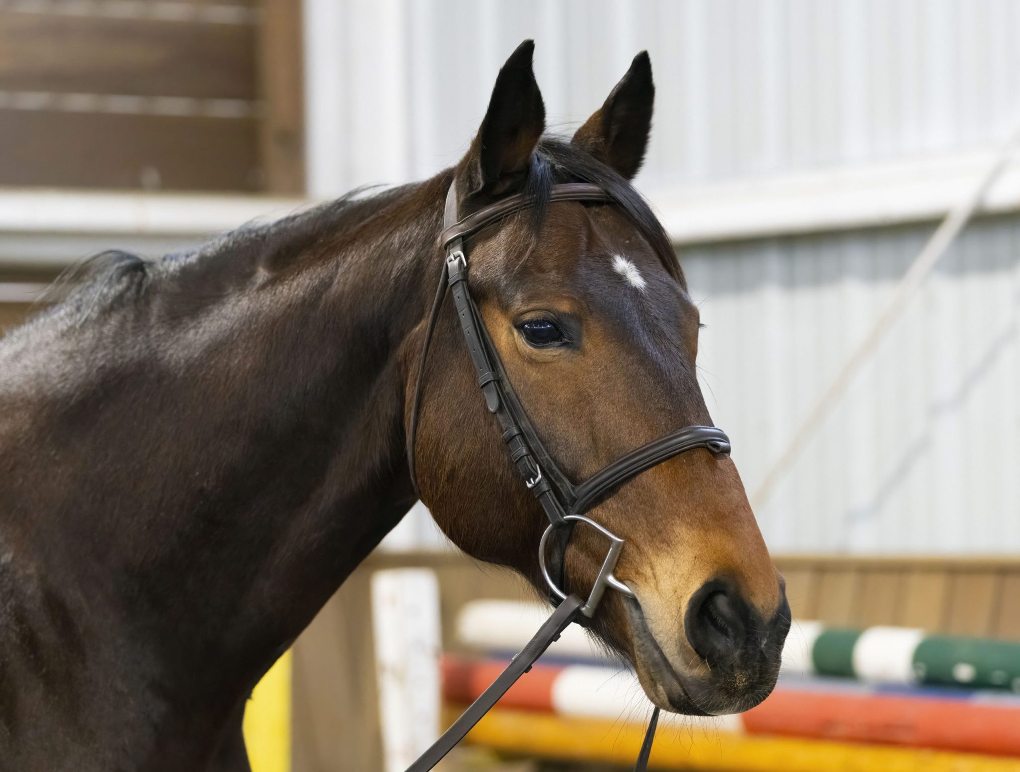 USEF Adds Upload Feature For All Your Horse Health Documents In One ...