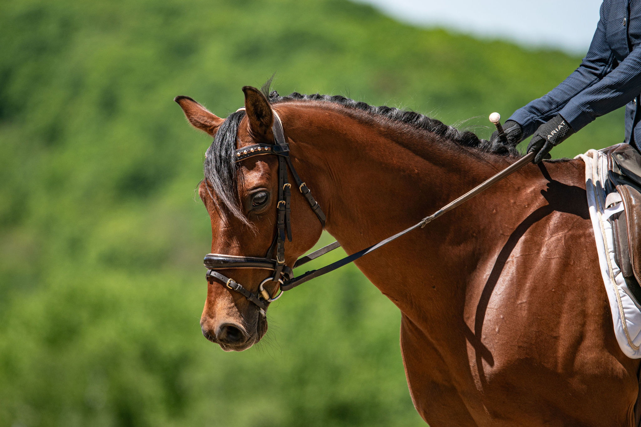 Wyatt’s Gift - The Plaid Horse Magazine