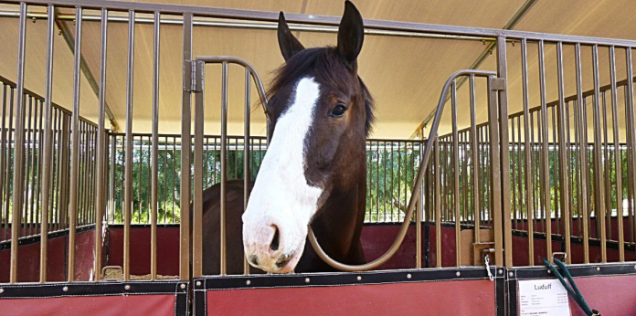 Stall on a Budget: Affordable Options for Portable Horse Stalls - The ...