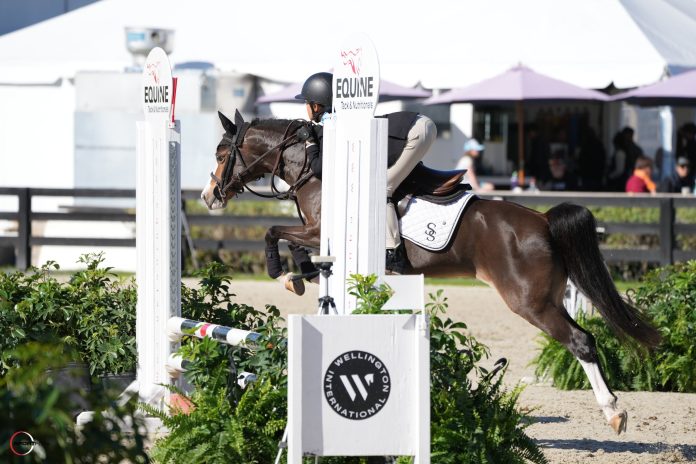 Meet Ka-chow: The Internet’s Favorite Pint-Sized Speedy Pony Jumper ...