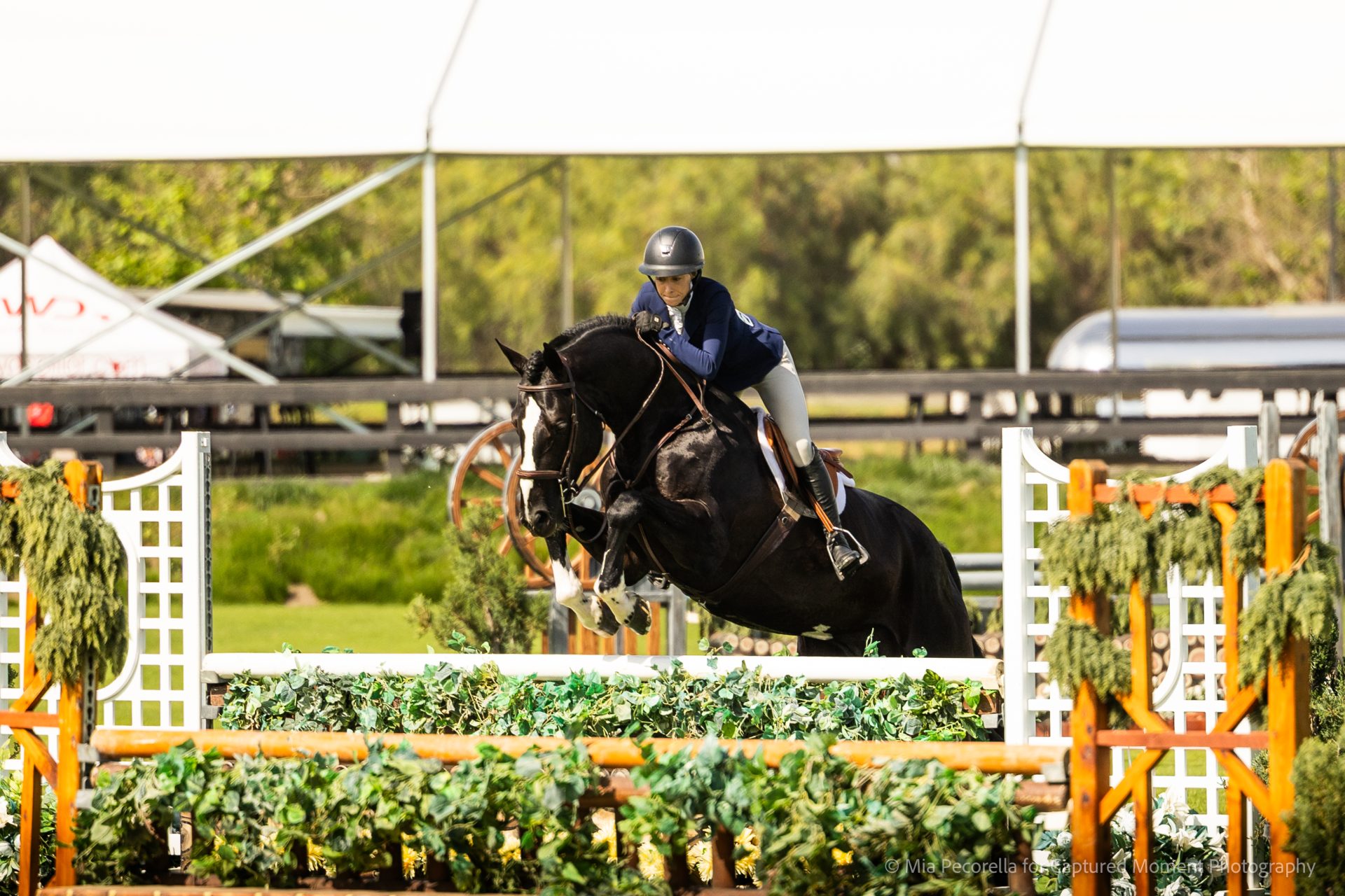 North American Breeding: Hunter Stallion Jethro Tull G - The Plaid ...