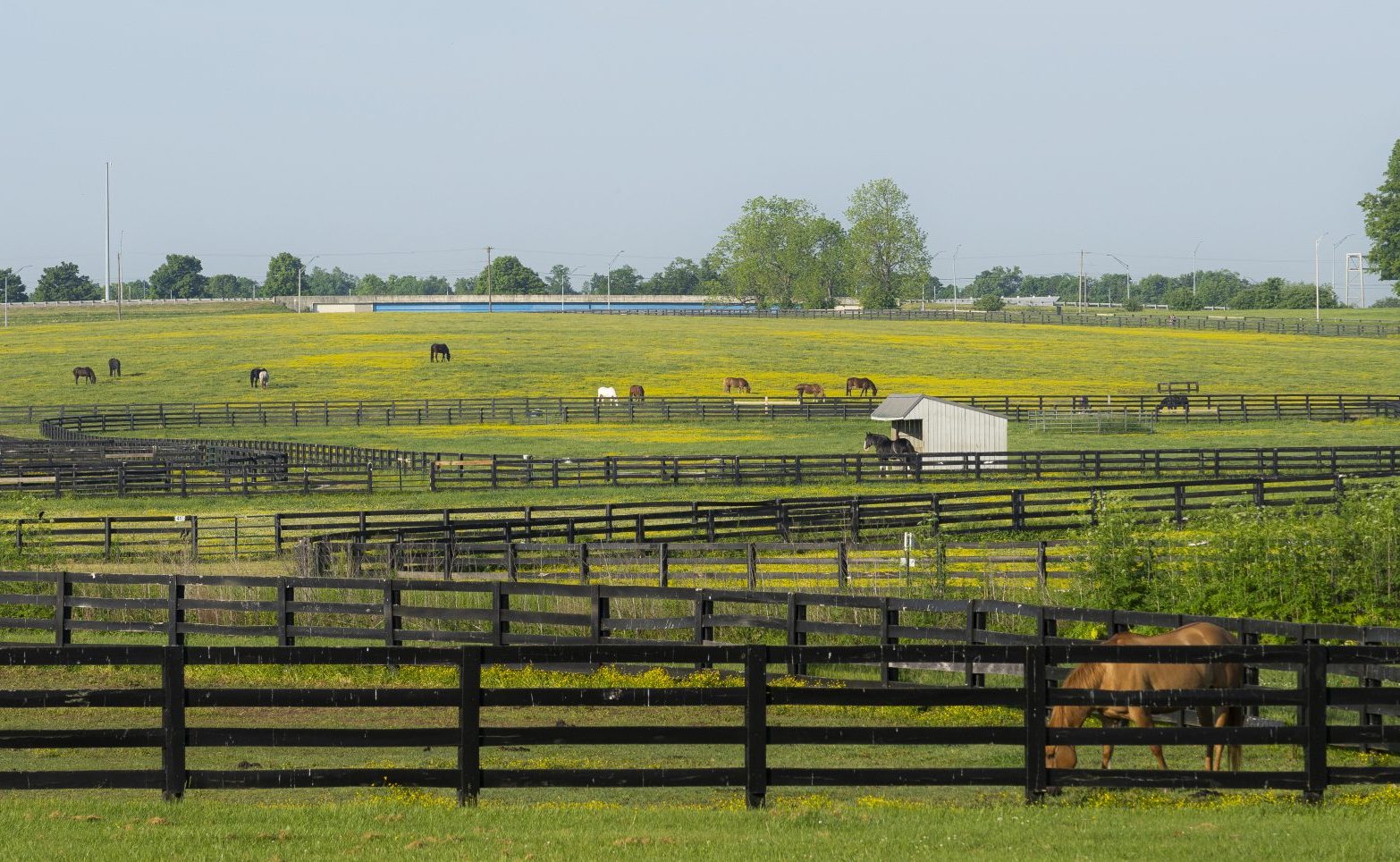 New Study Confirms Rapid Action of PROTAZIL® (1.56% diclazuril ...