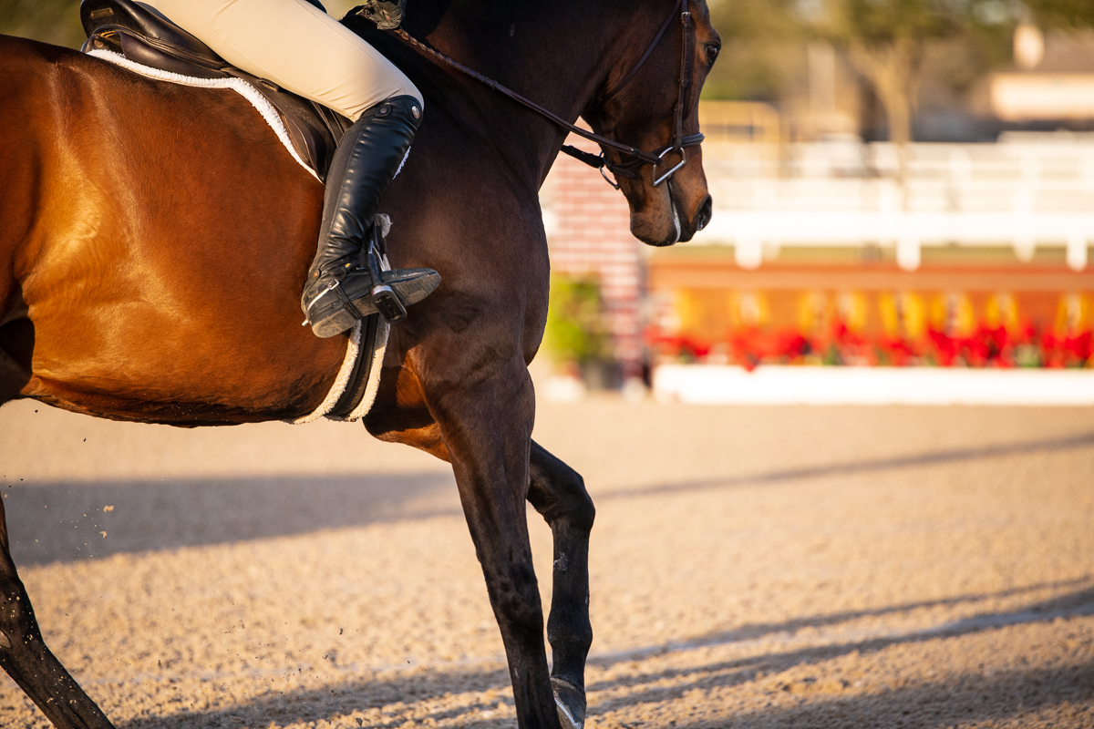 Colic Surgery Doesn’t Mean the End of a Hunter/Jumper’s Show Career ...