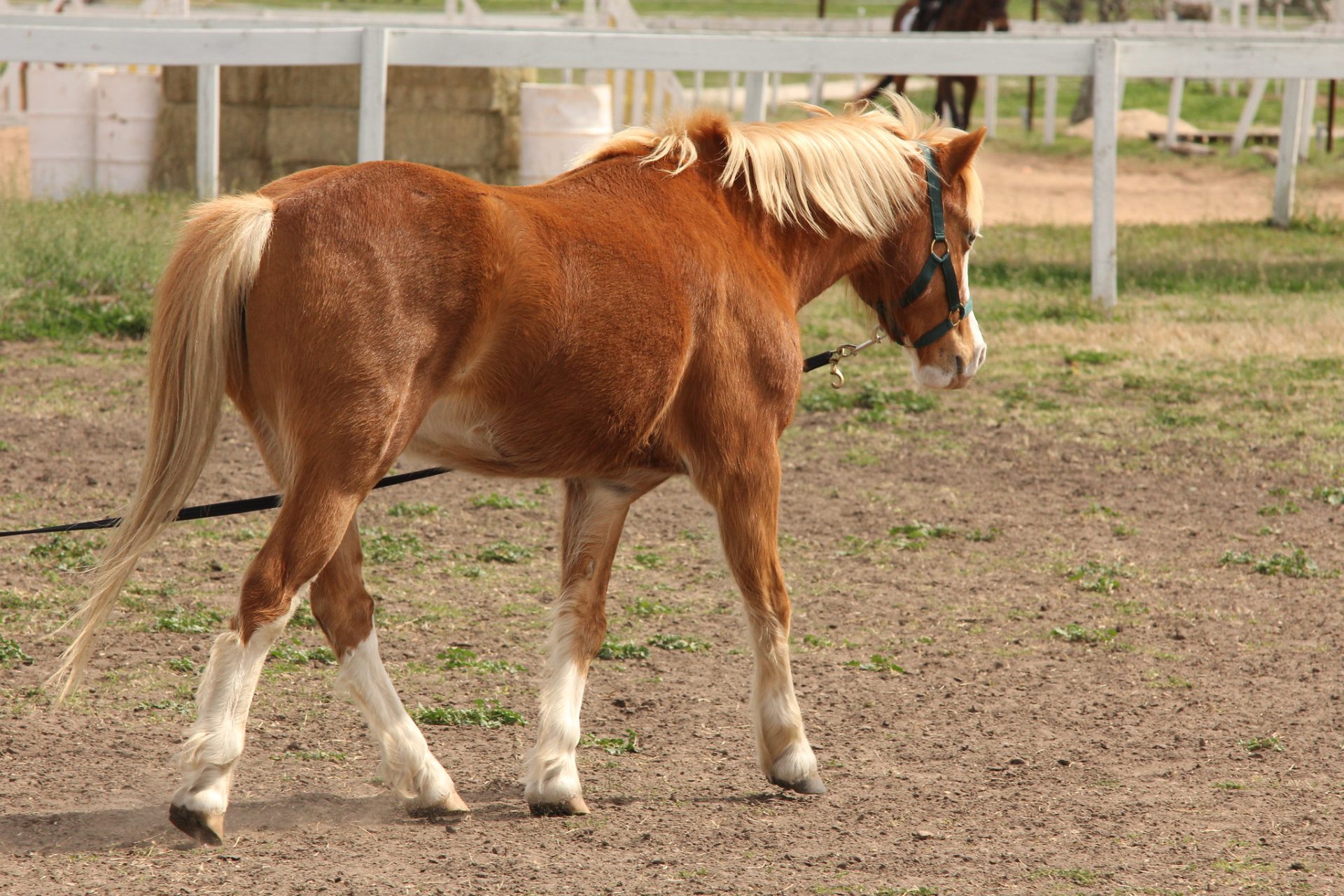 Untangling Neurologic Mysteries: Dr. Reed on EDM, ECVM, and EPM in Horses - The Plaid Horse Magazine