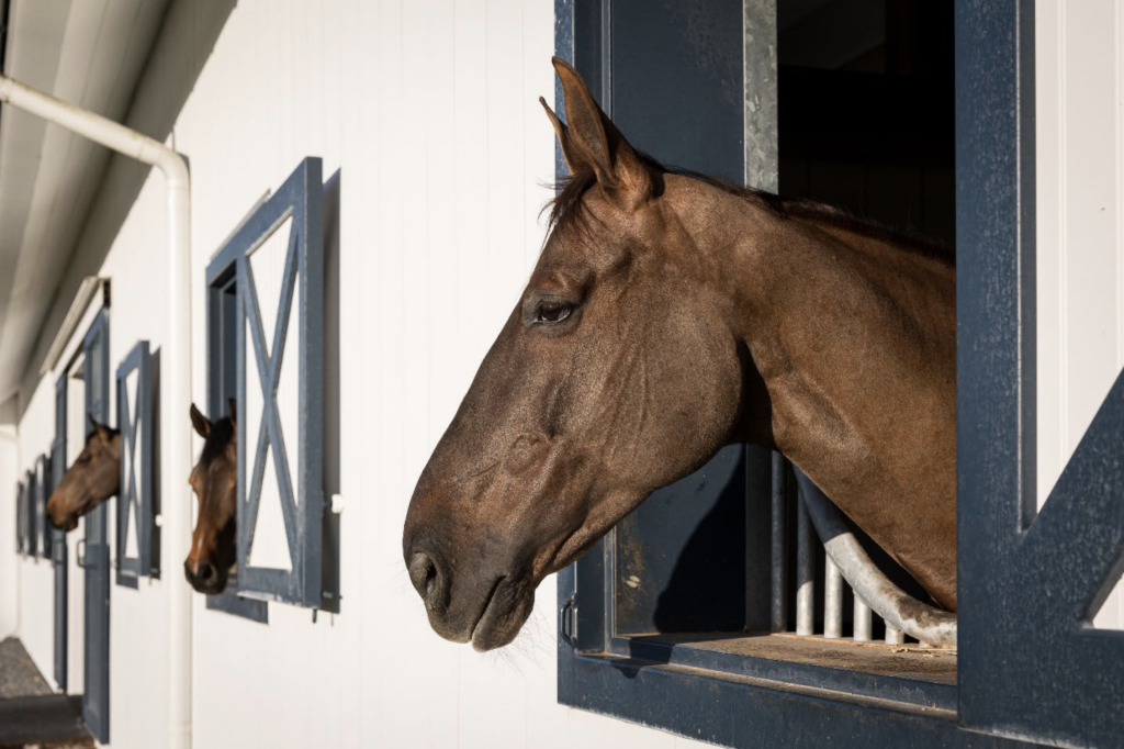 Enduring Reasons to Build a Timber Frame Horse Barn - The Plaid Horse ...