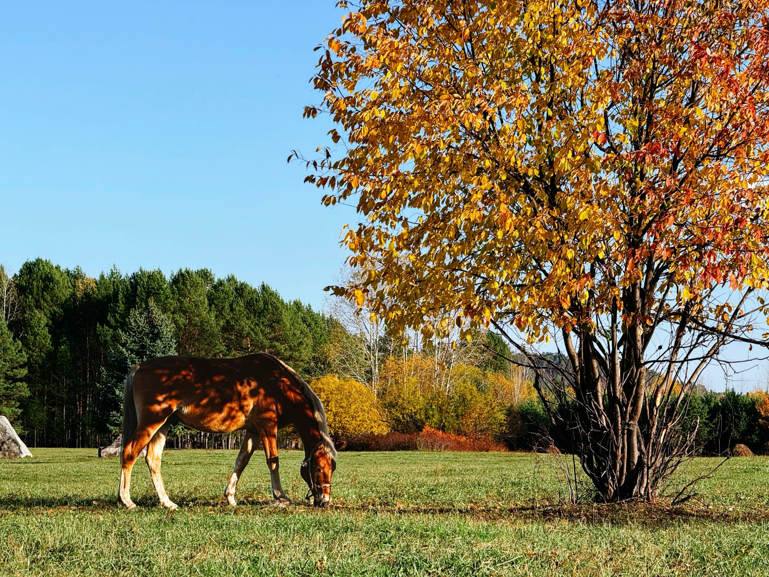 Fall Prep for the Equestrian Property: Essential Tree Maintenance to ...