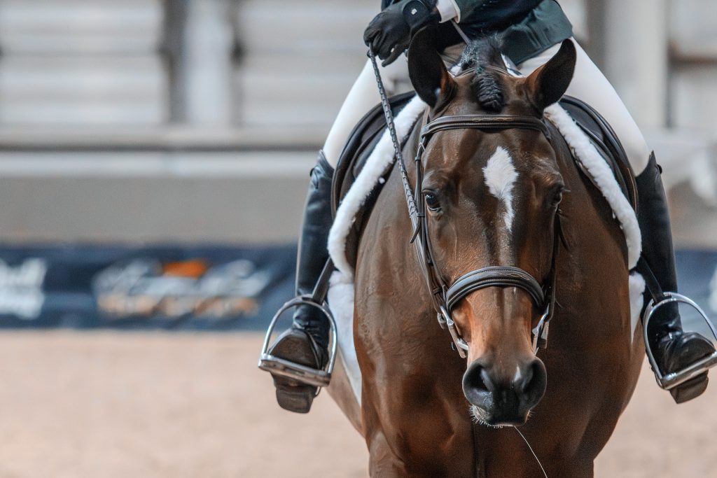 The Art of Catch Riding a Horse You Just Met - The Plaid Horse Magazine