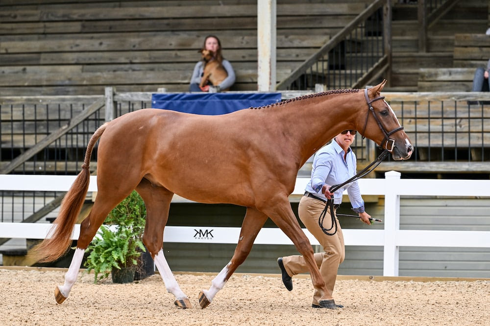 Rockwell FV Takes Sallie B. Wheeler/USEF/USHJA Hunter Breeding National ...