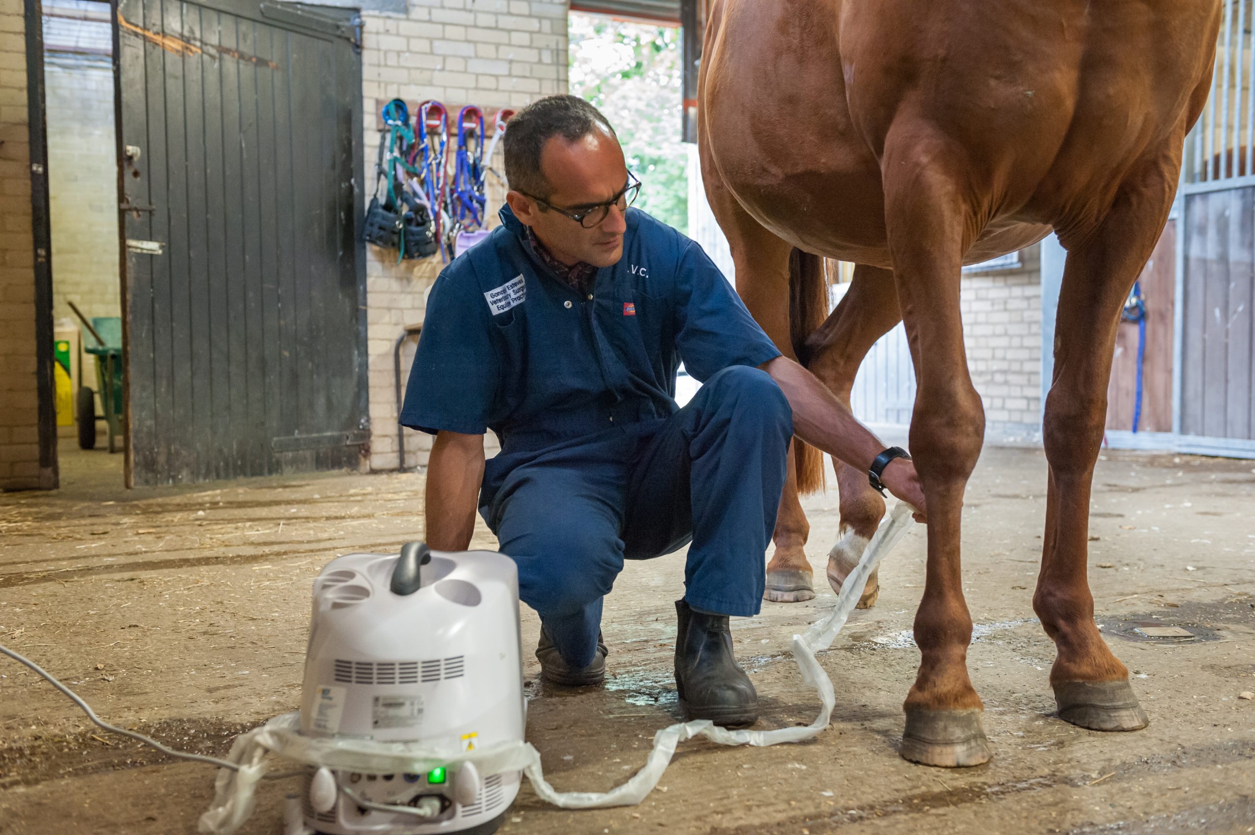 New RVC Research Links Reduced Blood Supply in Ageing Horses to ...