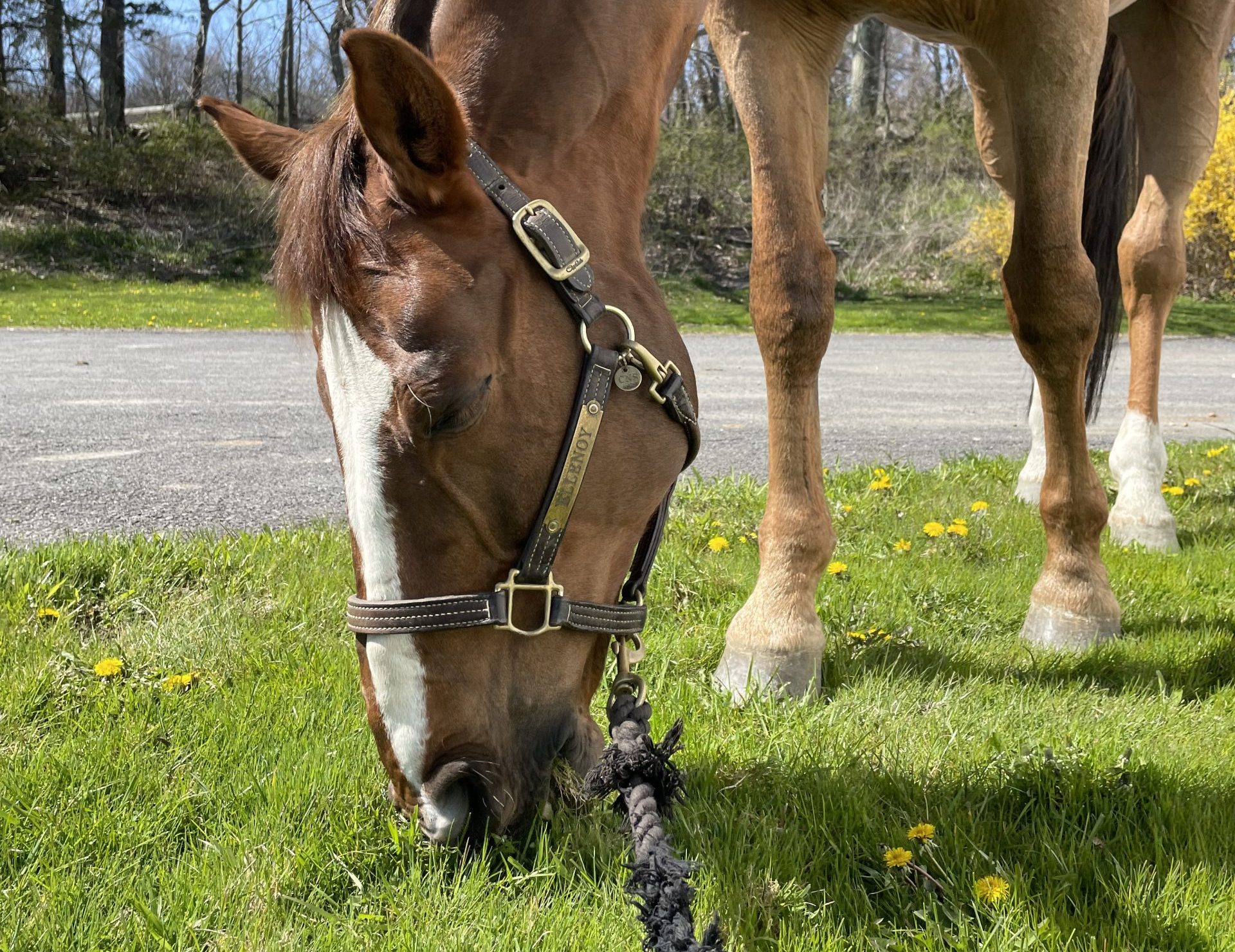 Why Rehabbing Makes You a Better Horseman and Builds Your Partnership ...
