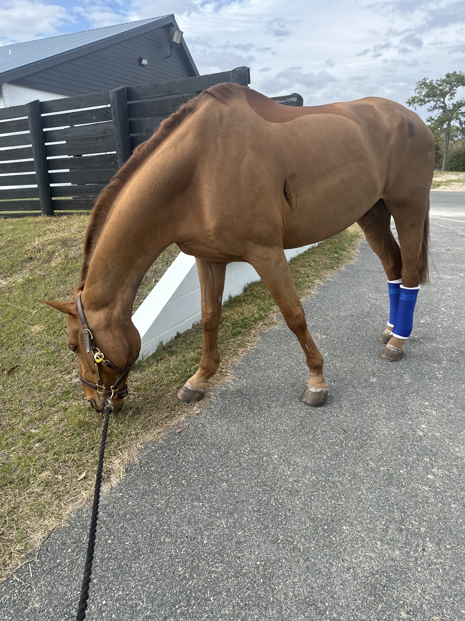 Why Rehabbing Makes You a Better Horseman and Builds Your Partnership ...