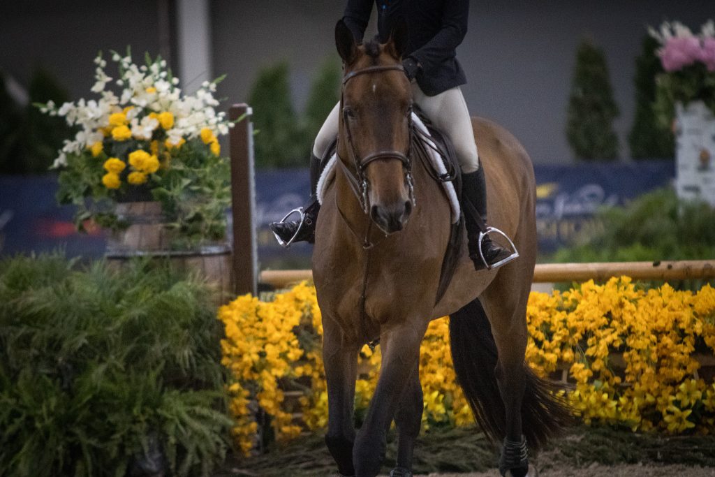 Good Horses Make Good Riders: Why Your Partner Is Your Greatest Teacher ...