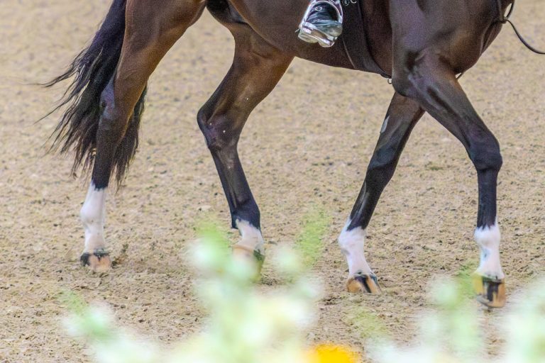 Get Off the Rail: Creativity and Focus in Flatwork - The Plaid Horse ...