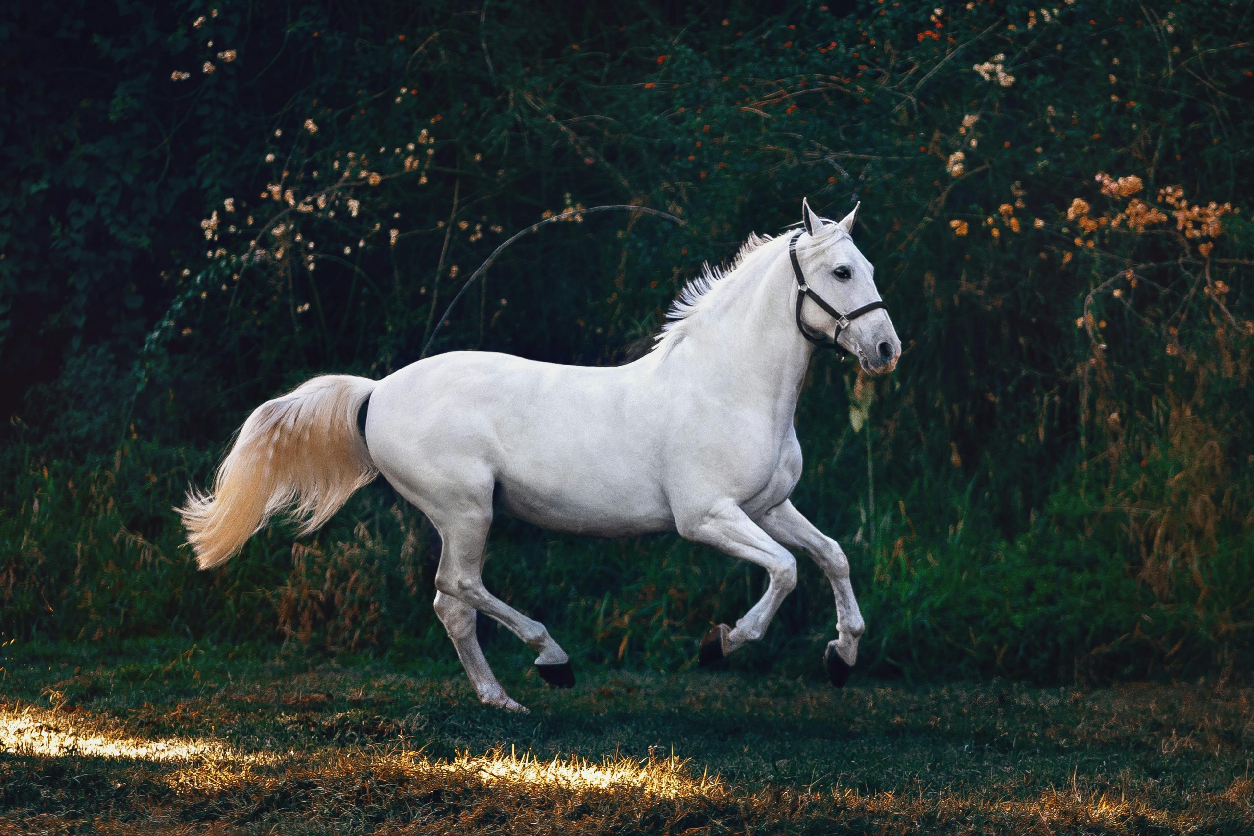 The Emotional Journey of Retiring a Beloved Horse - The Plaid Horse ...