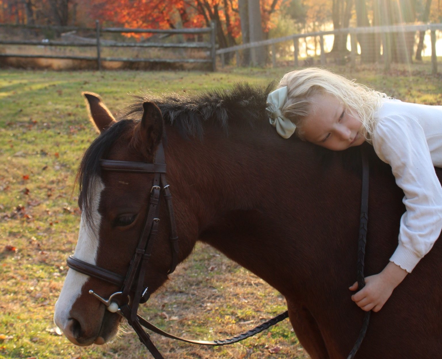 Why the Horse World Can Get Toxic—and What Part We Play in It - The ...