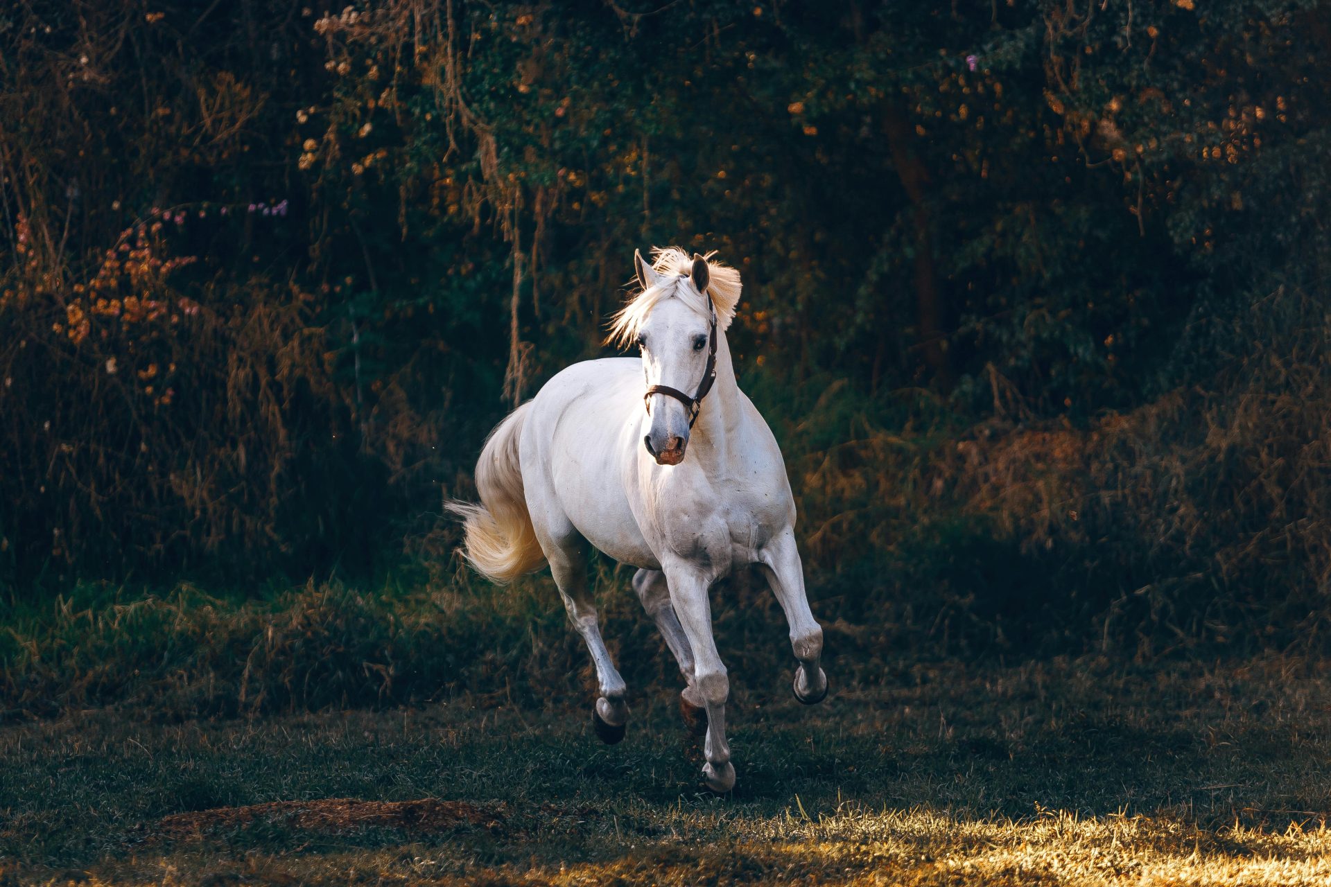 How to Choose the Perfect Horse Based on Personality and Appearance ...