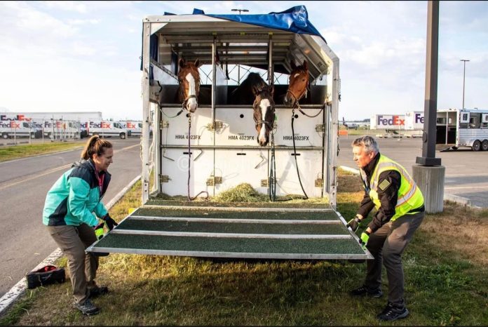Taking Flight: A Look at What it's Like to Fly with Horses - The Plaid ...