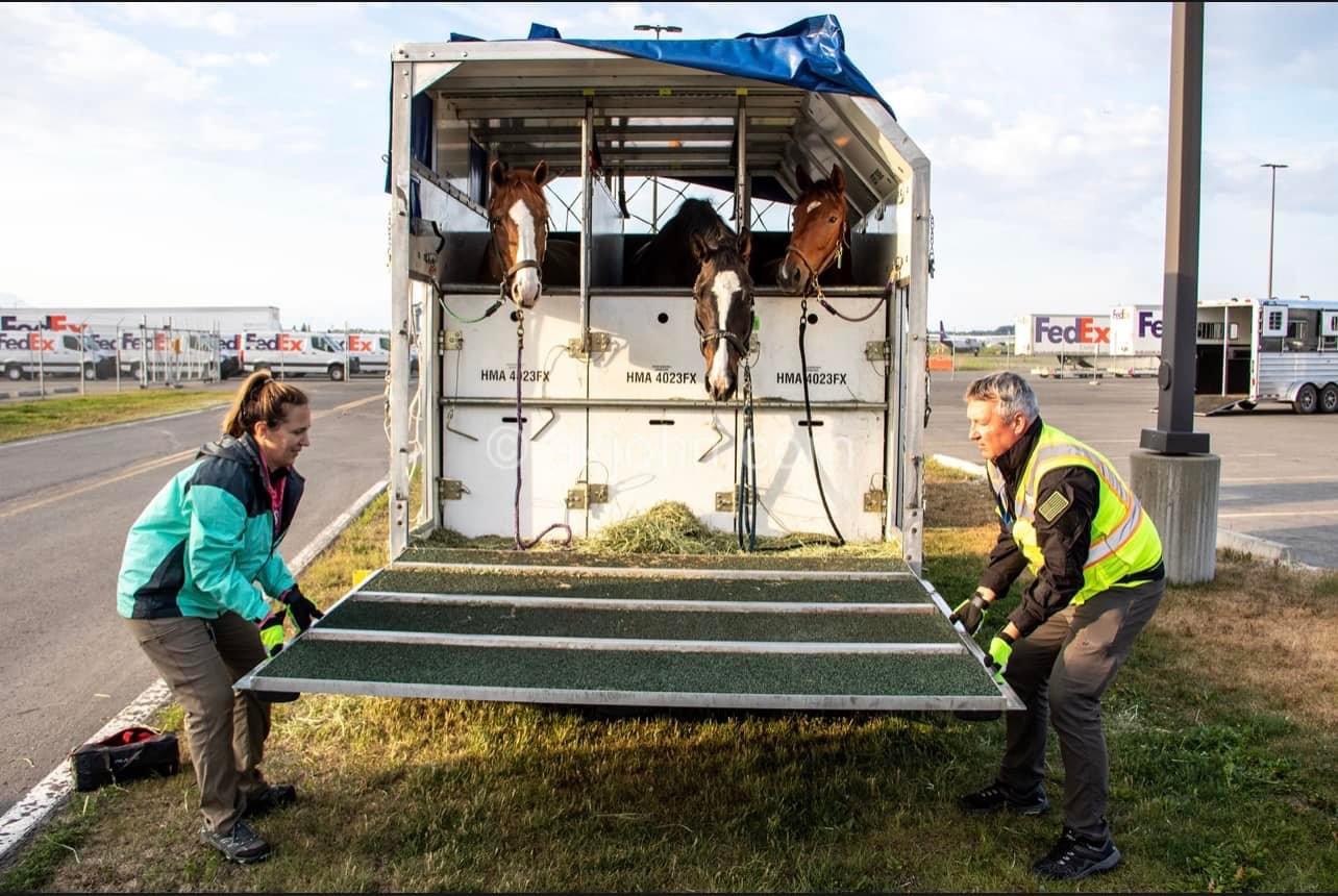 Taking Flight: A Look at What it's Like to Fly with Horses - The Plaid ...