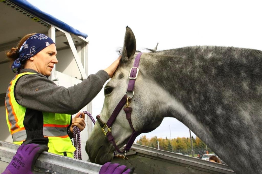 Taking Flight: A Look at What it's Like to Fly with Horses - The Plaid ...