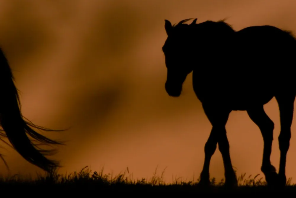 Filmmaker Ashley Avis Unites Hollywood Voices for “Lost Horses,” a Star ...