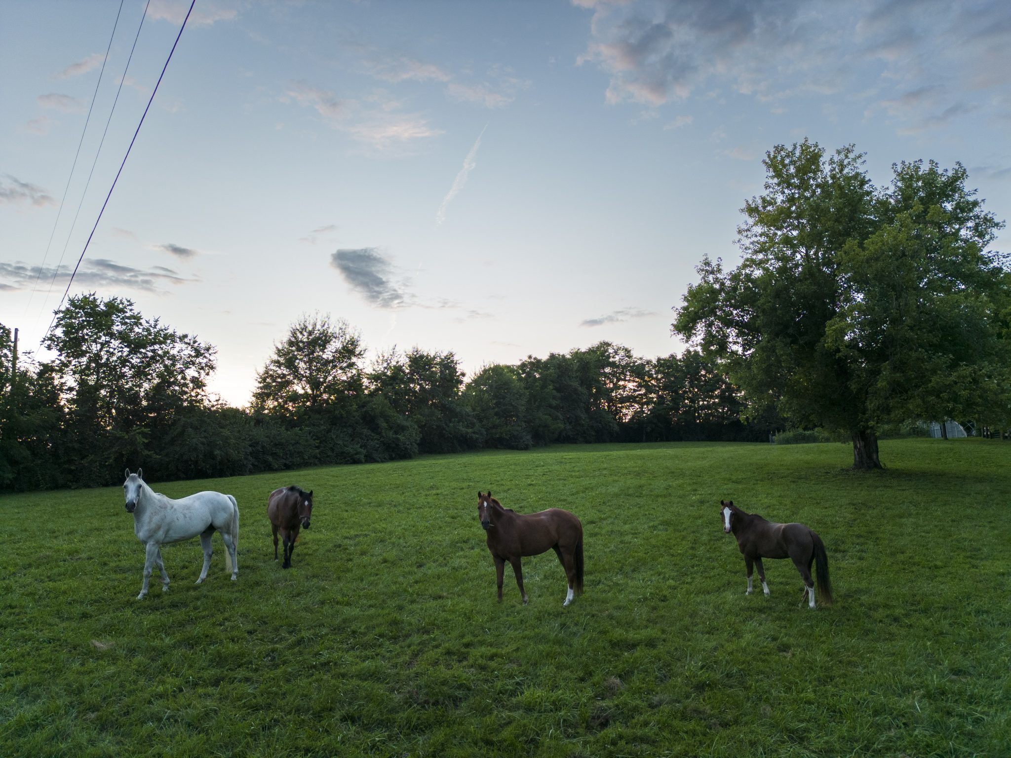 The Unspoken Realities of Retiring a Horse - The Plaid Horse Magazine