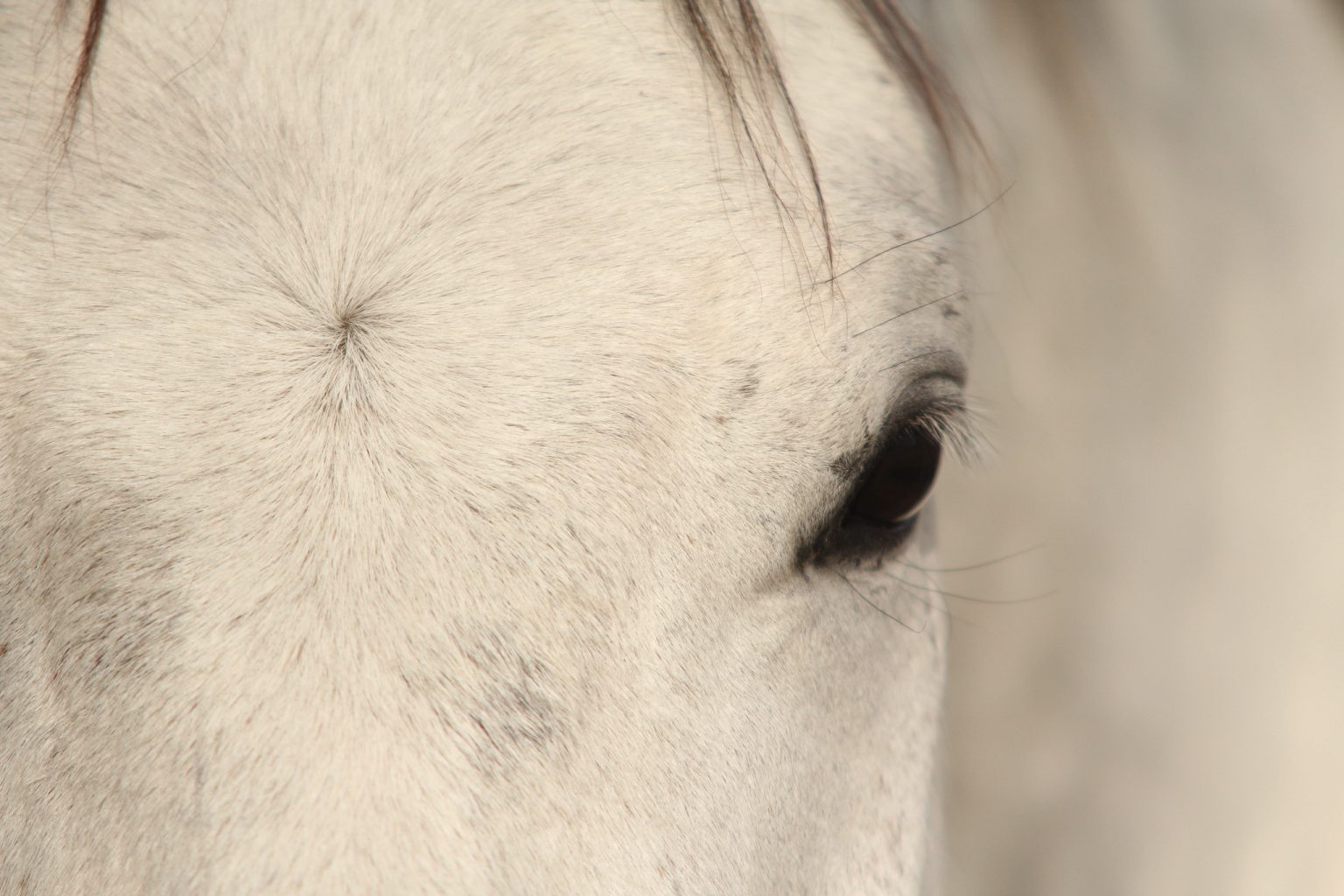 When the Question Isn’t “Too Soon,” but “Too Late” - The Plaid Horse ...