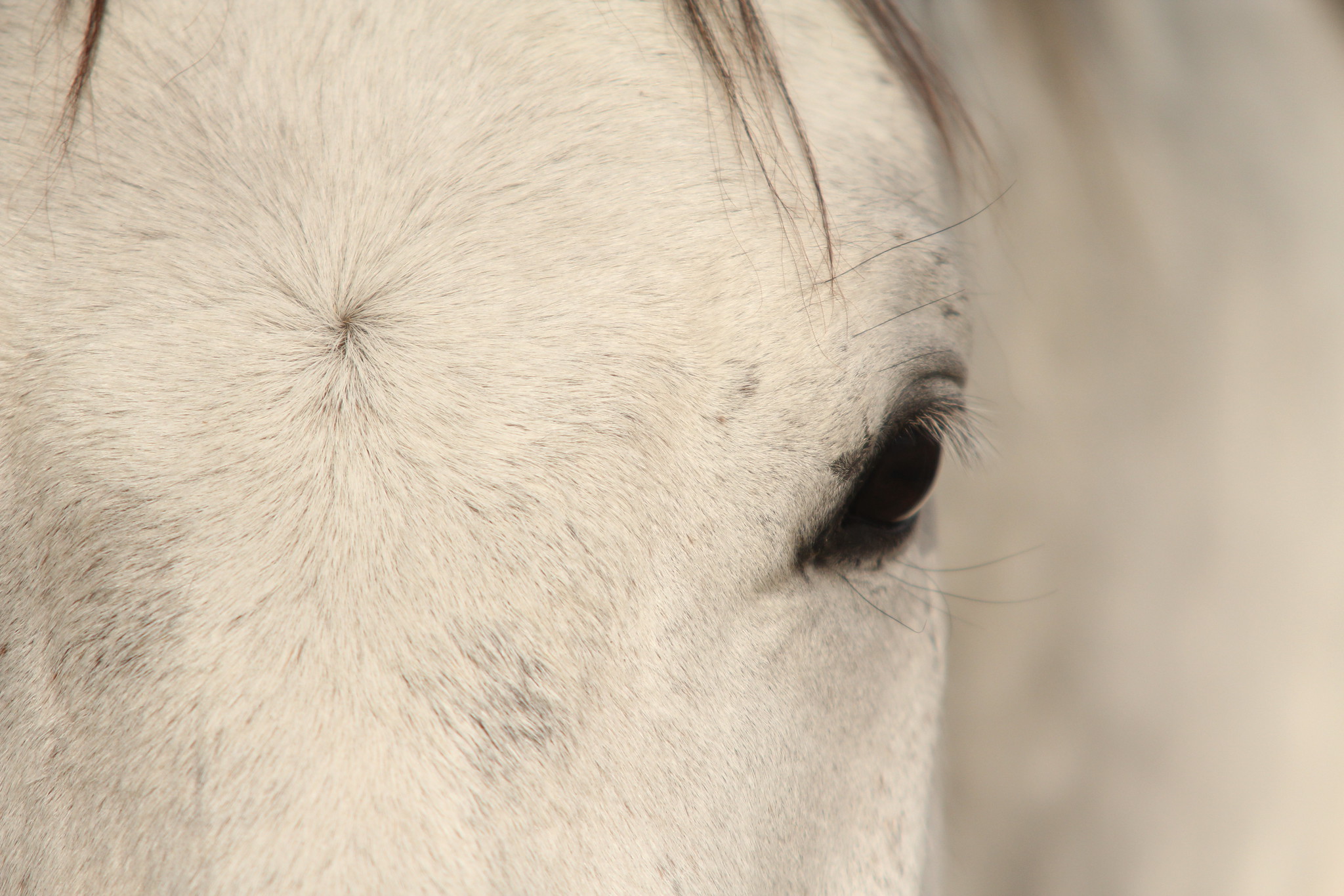 When the Question Isn’t “Too Soon,” but “Too Late” - The Plaid Horse ...